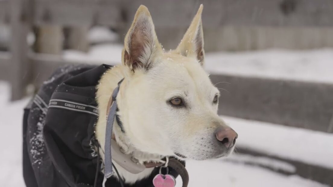 Tom Green – The Channel