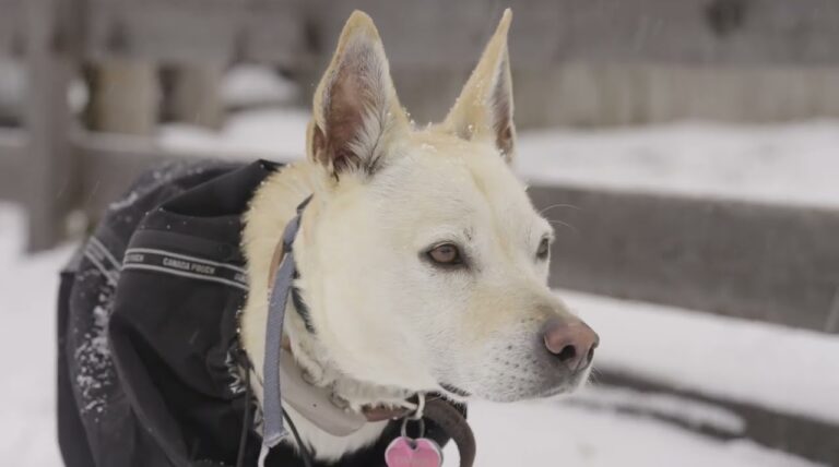 Tom Green – The Channel